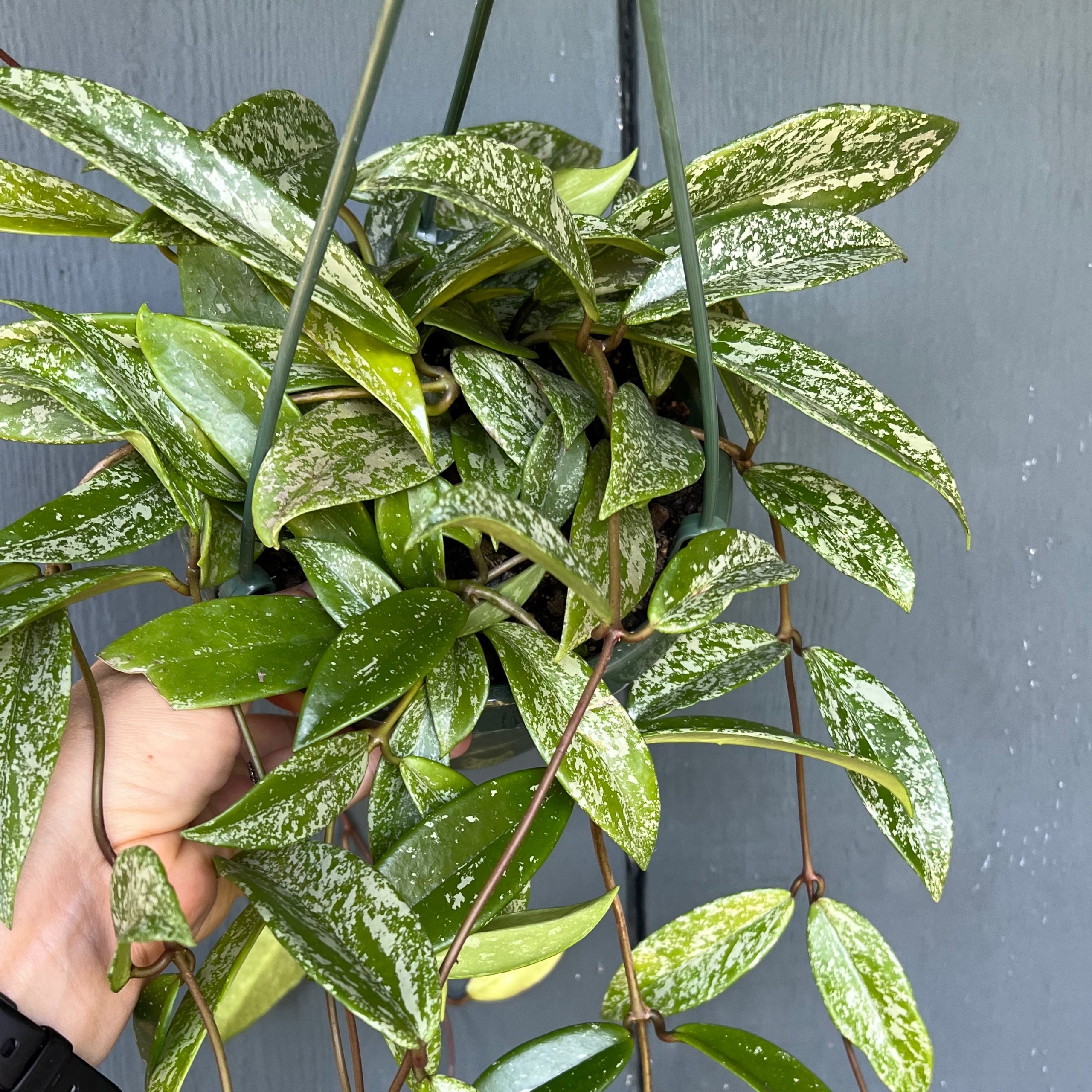 Hoya pubicalyx splash | Kona Treehouse