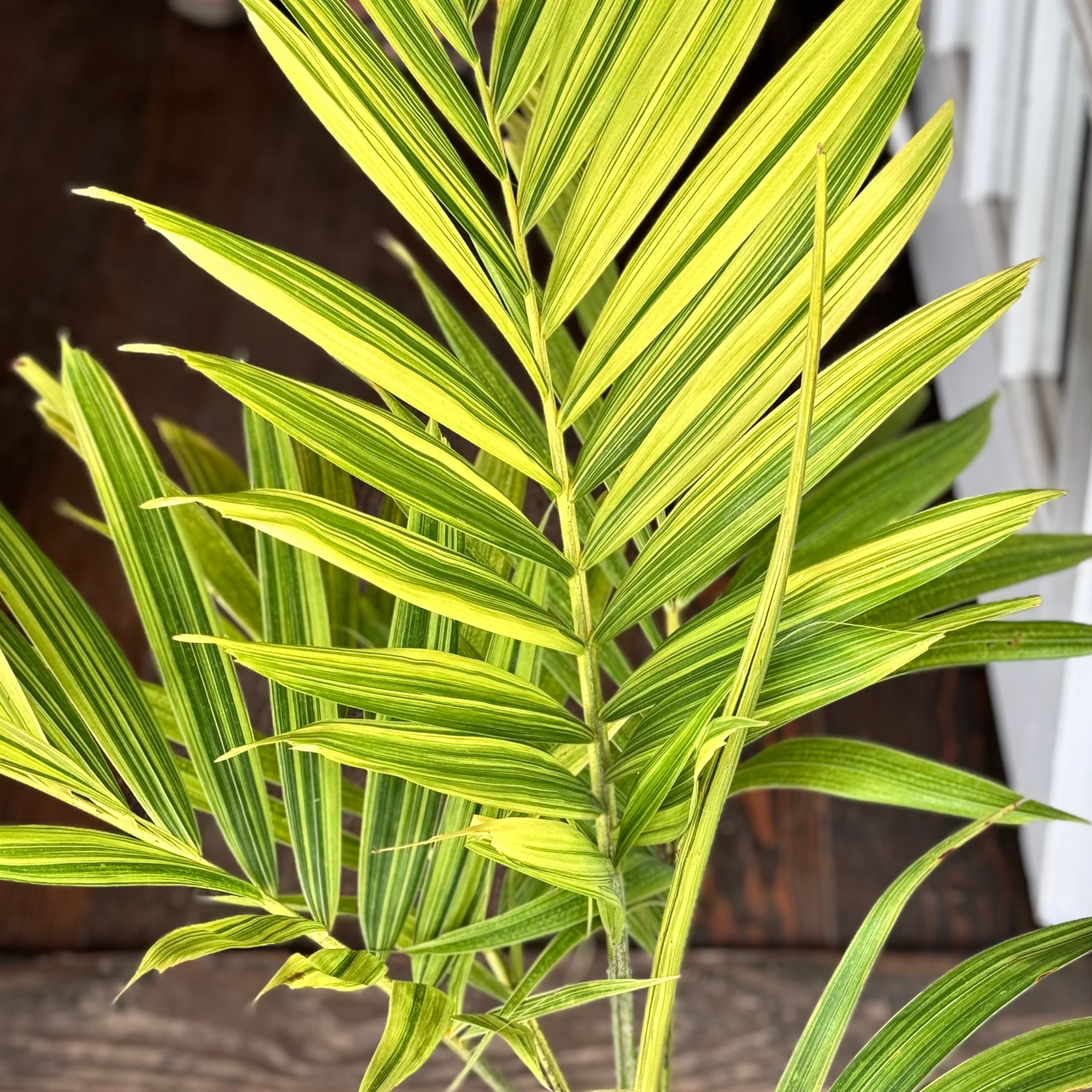 Variegated Manila Palm - 3 Gallon | Kona Treehouse