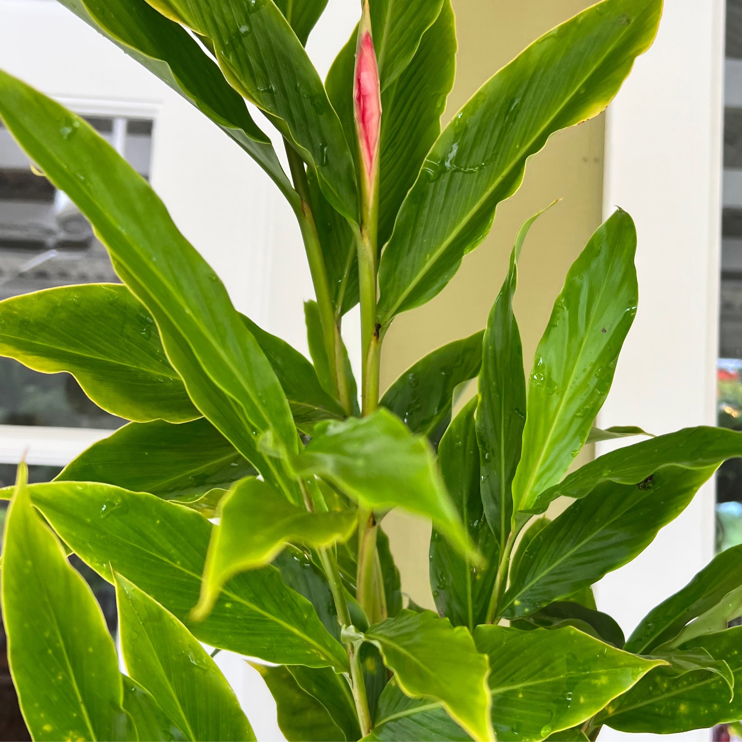 Hot Pink 'Kimi Ginger' Alpinia purpurata | Kona Treehouse