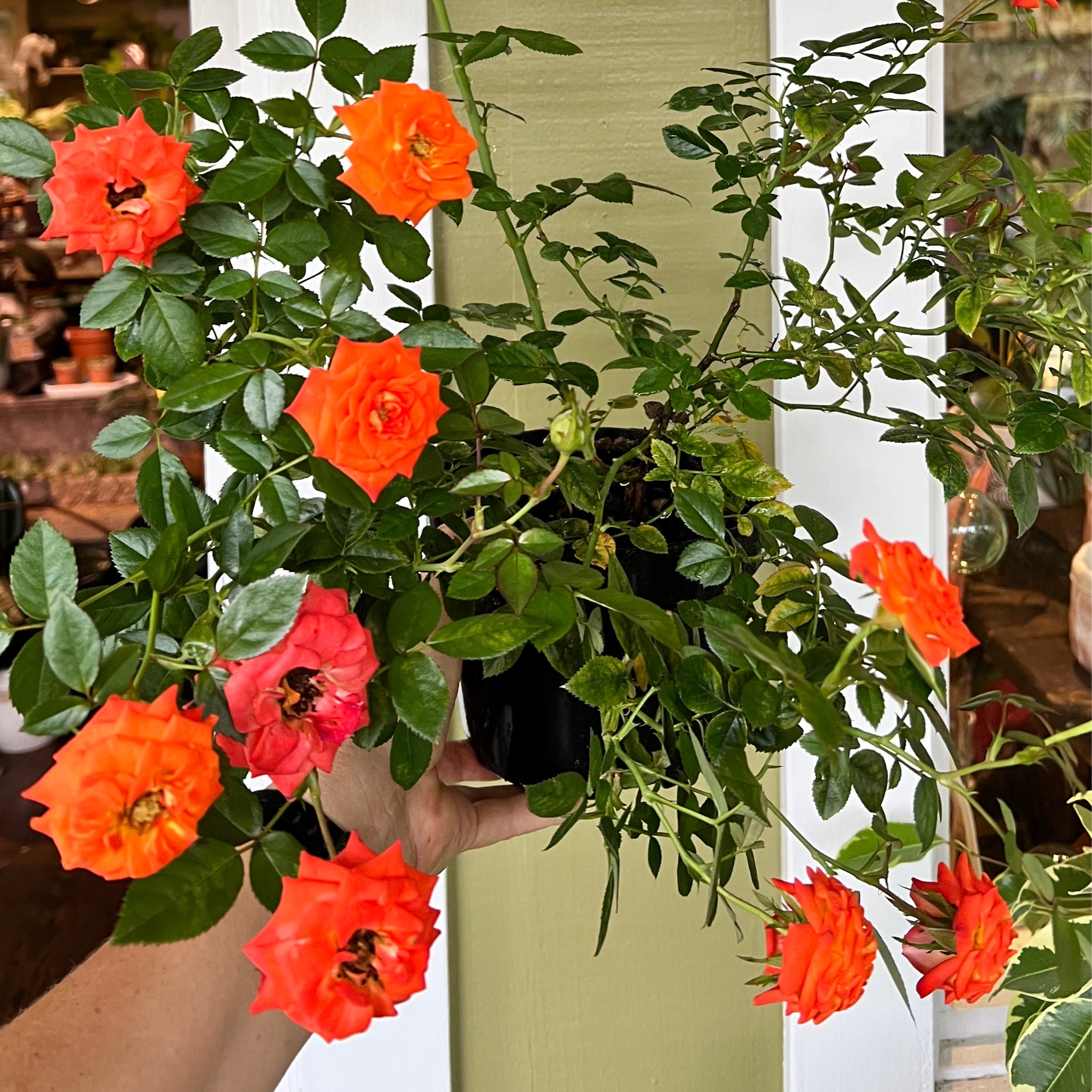 Mini Rose | Kona Treehouse