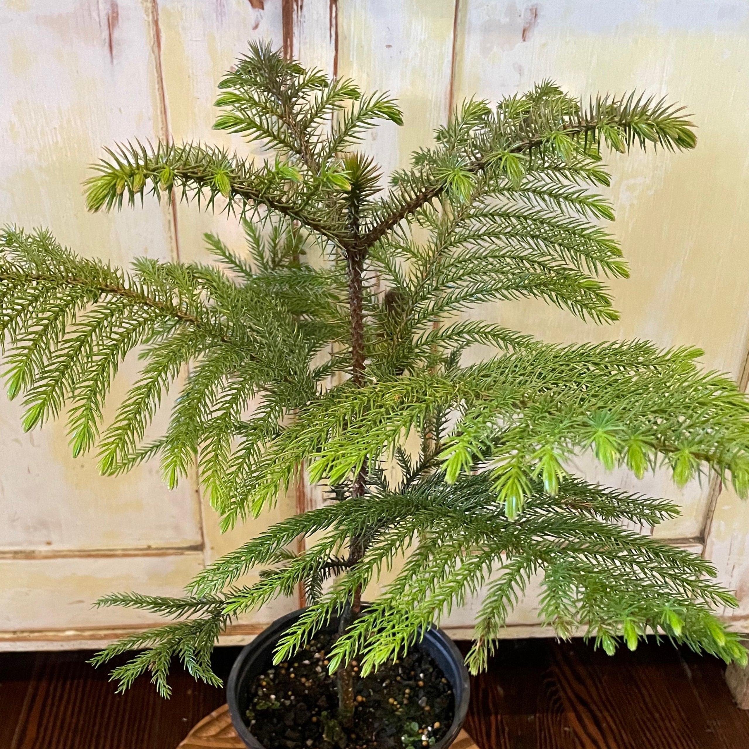 Norfolk pine - 1 gallon | Kona Treehouse
