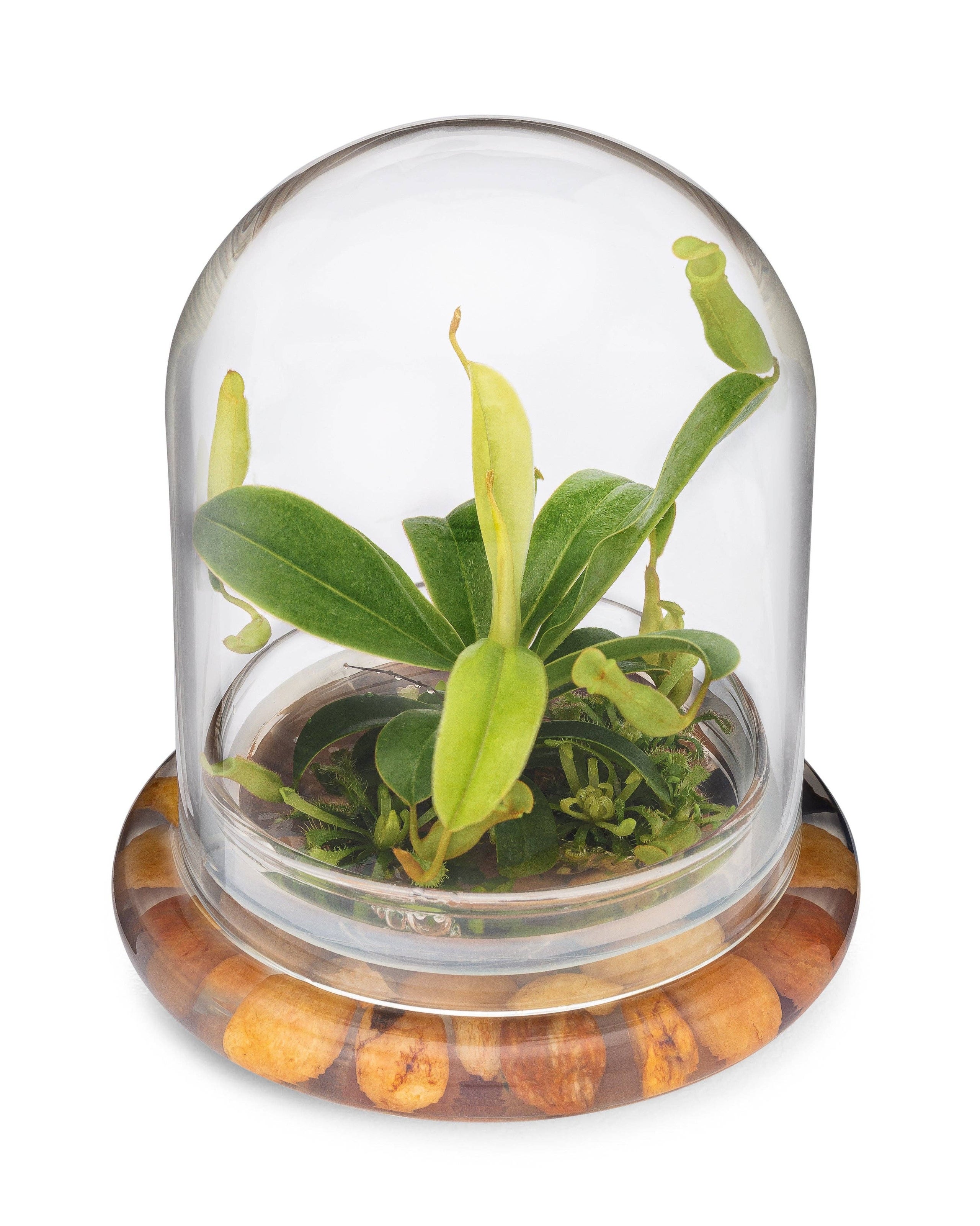Live Pitcher Plant Terrarium, Nepenthes Tobaica with Sundew Carnivorous ...