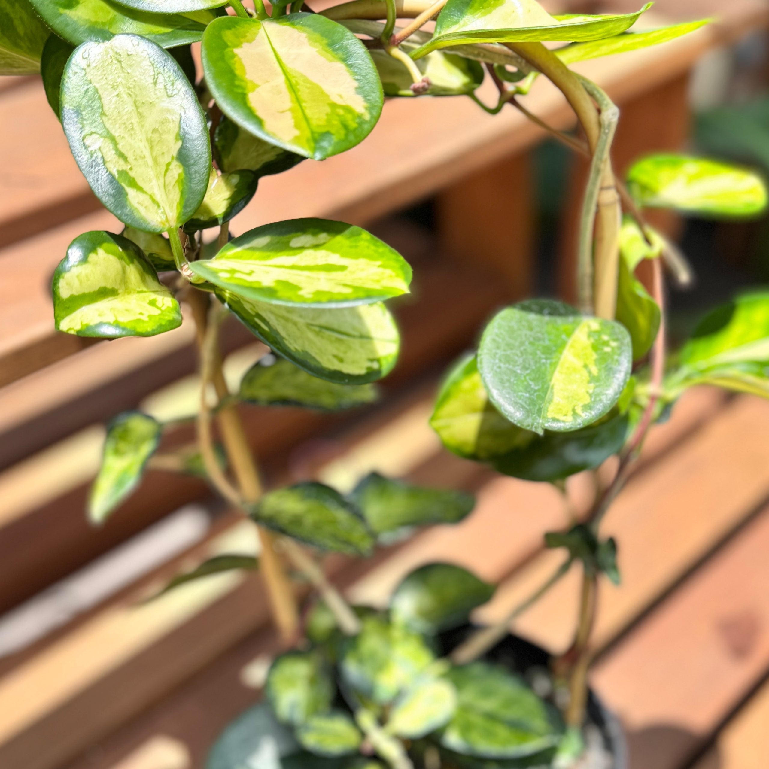 Hoya Australis Lisa 6" on hoop | Kona Treehouse